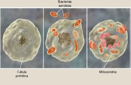Enfermedades Mitocondriales: la Célula y la Mitocondria – Fundismun